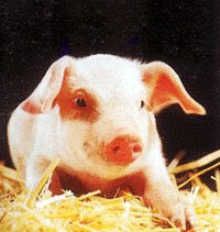 ciclo estrual de la cerda